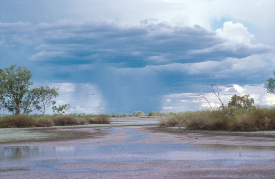Rainstorm Over Swamp Lignum That Supports Editorial Stock Photo - Stock ...
