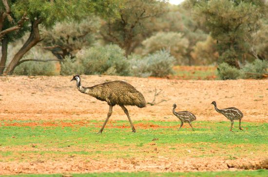 Emu Father Chicks On Herb Field Editorial Stock Photo - Stock Image ...