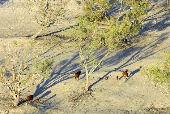 Cattle Wandering Through Marginal Grazing Landscape Editorial Stock ...
