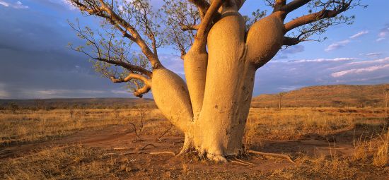 Boab Durack River Kimberley Region Western Editorial Stock Photo ...