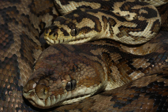Southwestern Carpet Python Mating Pair Yalgorup Editorial Stock Photo ...