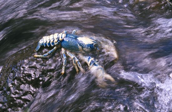 Lamington Spiny Crayfish Lamington National Park Editorial Stock Photo ...