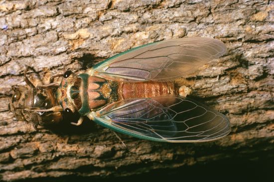 Cicadas Northern Territory Australia Editorial Stock Photo - Stock ...