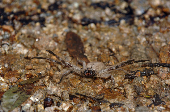 Huntsman Spider Victoria Australia Editorial Stock Photo - Stock Image ...