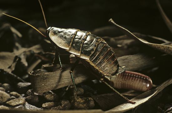 Bush Cockroach Polyzostera Pubescens Egg Capsule Editorial Stock Photo ...