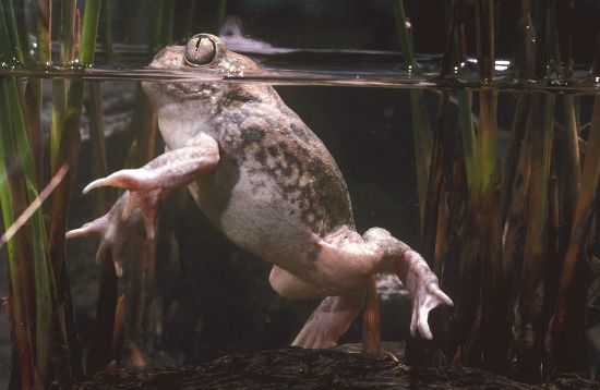 Trilling Frog Split Level Shot Lake Editorial Stock Photo - Stock Image ...