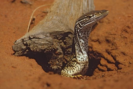 Goulds Goanna Emerging Burrow Palmer River Editorial Stock Photo ...