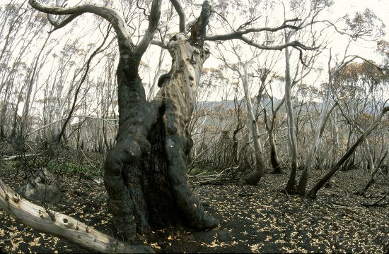 Snow Gums Burnt Bushfire Dead Horse Editorial Stock Photo - Stock Image ...