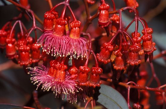 Coral Gum Buds Flowers Region Kalgoorlie Editorial Stock Photo - Stock ...