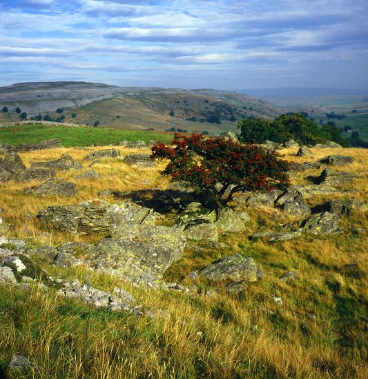 Rowan Tree Growing On Limestone Upland Editorial Stock Photo - Stock ...