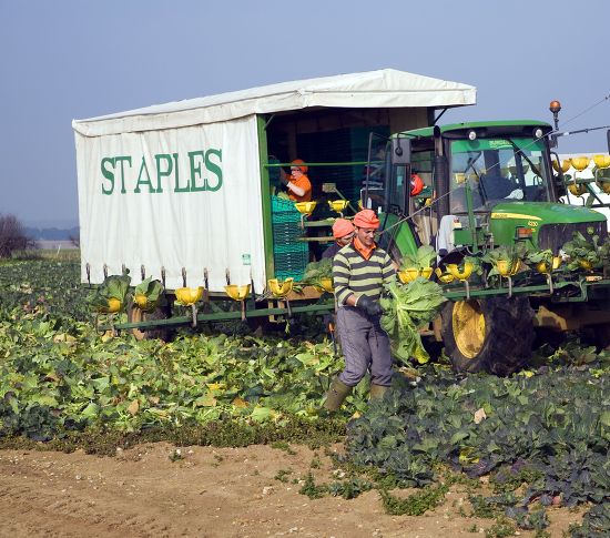Team Field Workers Staples Company Harvesting Editorial Stock Photo ...