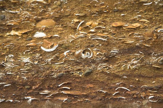 Red Crag Rock Deposits Shells Cross Editorial Stock Photo - Stock Image ...