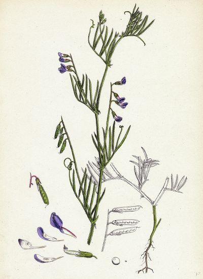 Vicia Gracilis Manyseeded Slender Tare Editorial Stock Photo - Stock ...