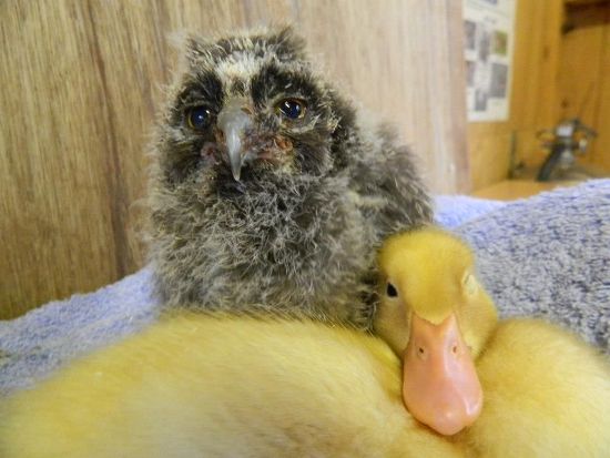 Chop Suey White Crested Runner Duck Editorial Stock Photo - Stock Image ...