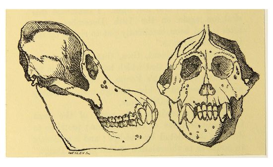 Pongo Skull Sent By Rademaker Camper Editorial Stock Photo - Stock ...