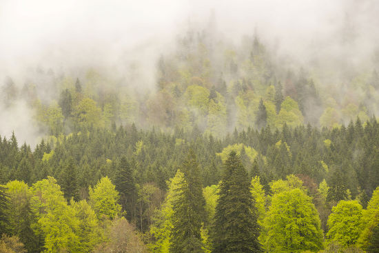 Forest Rainy Weather Graswangtal Valley Oberammergau Editorial Stock ...
