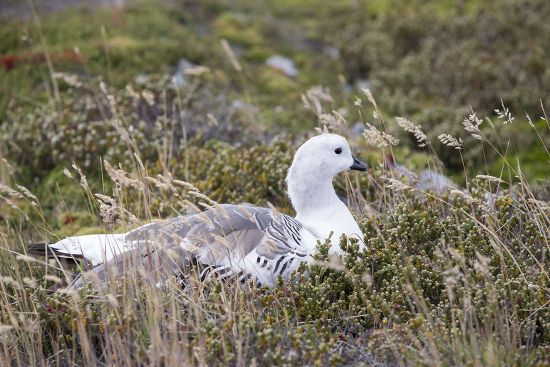 Male Upland Goose Chloephaga Picta Gypsy Editorial Stock Photo - Stock ...