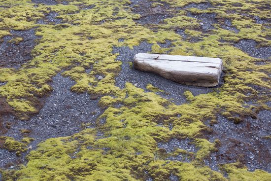 Moss Growing On Livingston Island Just Editorial Stock Photo - Stock ...
