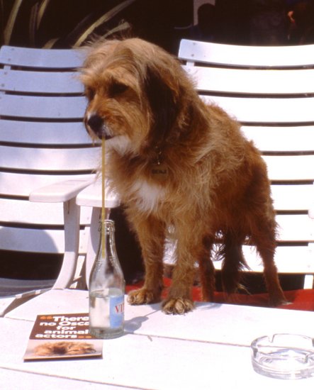 Benji Dog Editorial Stock Photo - Stock Image | Shutterstock