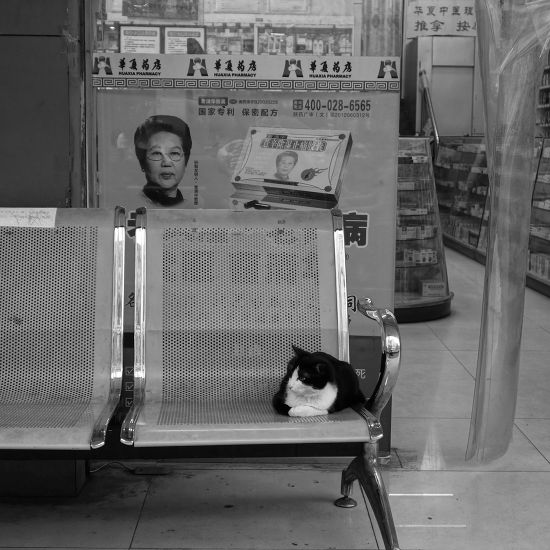 Cat Chengdu Sichuan Province China Editorial Stock Photo - Stock Image ...