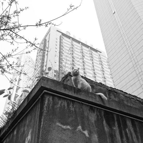 Cat Chengdu Sichuan Province China Editorial Stock Photo - Stock Image ...