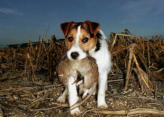 Jack Russell Dead Rat Editorial Stock Photo - Stock Image | Shutterstock