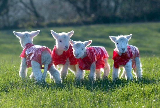Newborn Lambs Wearing Their Winter Coats Editorial Stock Photo - Stock ...