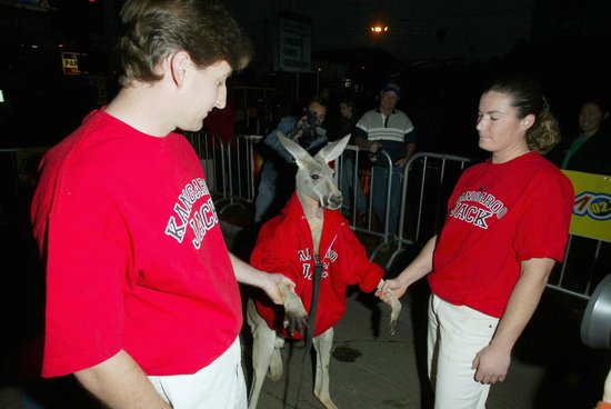 Kangaroo Race Editorial Stock Photo - Stock Image | Shutterstock