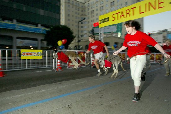 Kangaroo Race Editorial Stock Photo - Stock Image | Shutterstock