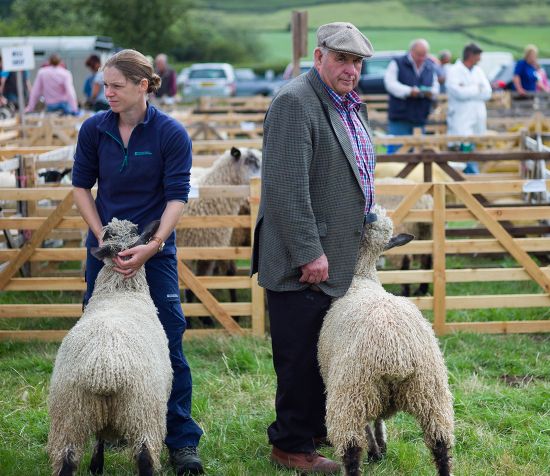 Owners Hold Their Sheep Judges During Editorial Stock Photo - Stock ...