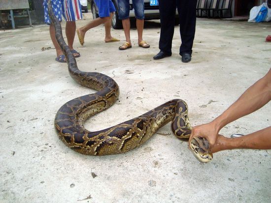 4m Long Python Editorial Stock Photo - Stock Image | Shutterstock