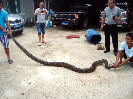 4m Long Python Editorial Stock Photo - Stock Image | Shutterstock