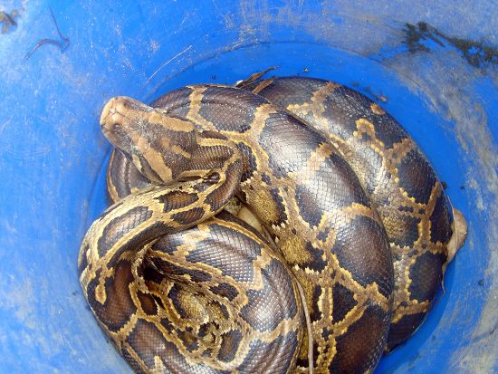 4m Long Python Editorial Stock Photo - Stock Image | Shutterstock