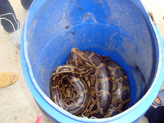 4m Long Python Editorial Stock Photo - Stock Image | Shutterstock