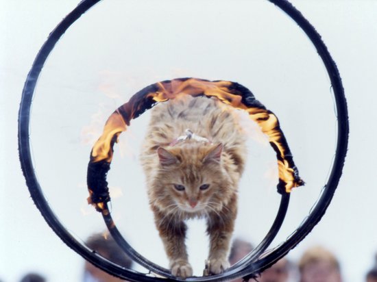Ginger Cat Jumping Through Hoops On Editorial Stock Photo - Stock Image ...