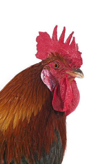 Gaulois Dore Domestic Chicken French Breed Editorial Stock Photo ...