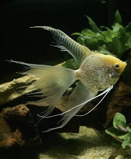 Diamond Angelfish Pterophyllum Scalare Editorial Stock Photo - Stock ...