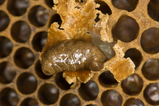 Honey Bee Apis Mellifera Larvae On Editorial Stock Photo Stock Image