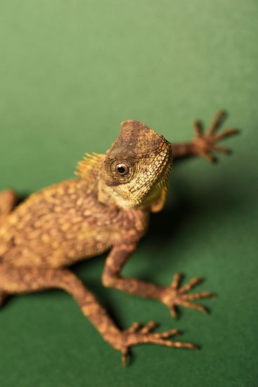 Mountain Horned Dragon Acanthosaura Capra Editorial Stock Photo - Stock ...