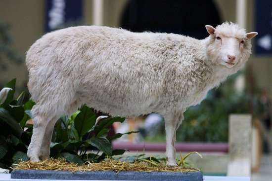 Dolly Worlds First Cloned Sheep Editorial Stock Photo - Stock Image ...