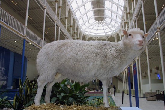 Dolly Worlds First Cloned Sheep Editorial Stock Photo - Stock Image ...