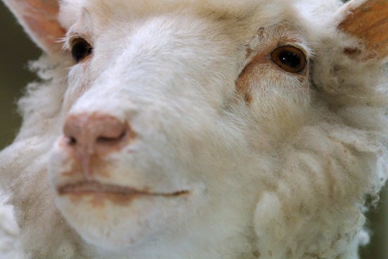 Dolly Worlds First Cloned Sheep Editorial Stock Photo - Stock Image ...