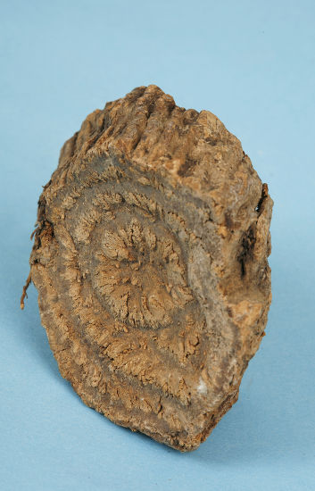 Krameria Root Commonly Known Rhatany Infusions Editorial Stock Photo ...