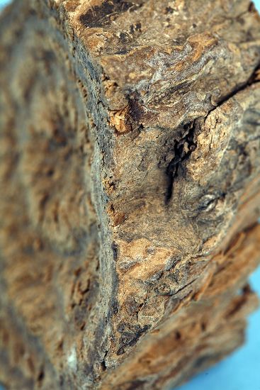 Krameria Root Commonly Known Rhatany Infusions Editorial Stock Photo ...