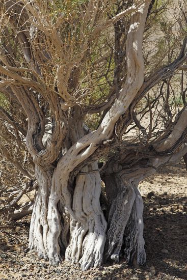 Saxaul Tree Haloxylon Sp Gobi Gurvansaikhan Editorial Stock Photo ...