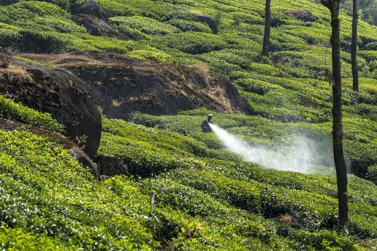 Worker Spraying Tea Plants Pesticides Tea Editorial Stock Photo - Stock ...