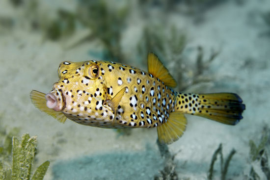 Yellow Boxfish Cube Trunkfish Ostracion Cubicus Editorial Stock Photo ...