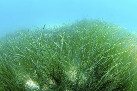 Marine Eelgrass Species Zostera Sp Black Editorial Stock Photo - Stock ...
