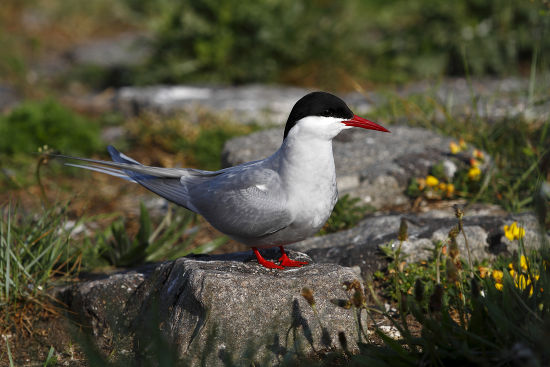Arctic Tern Sterna Paradisaea Mature Bird Editorial Stock Photo - Stock ...