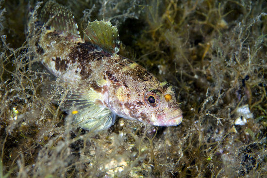 Rock Goby Gobius Paganellus Mediterranean Sea Editorial Stock Photo ...